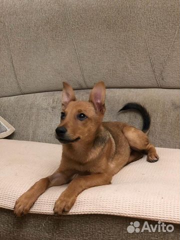 Ищет дом щенок от некрупной собачки Рик