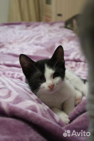 Котёнок мальчик 1,5 месяца