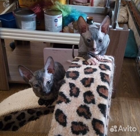 Котята донского сфинкса