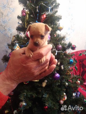 Щеночки мини тойчики