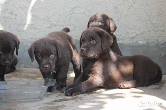 Шоколадинки