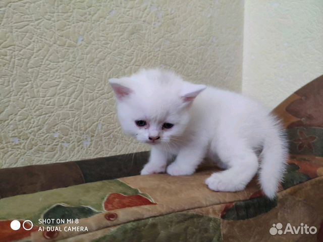 Котята шотландцы