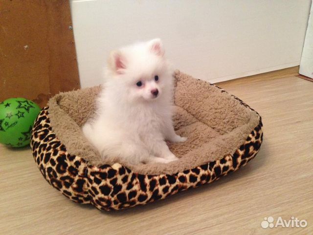 Шпиц померанский шпиц