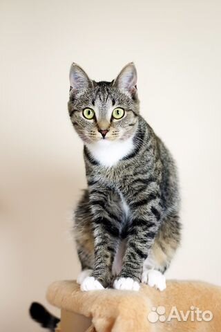 Молодая кошечка Ева