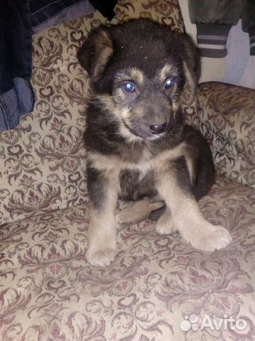 Щенок 2мес мальчик овчарки