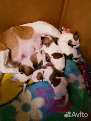 Джек Рассел терьер