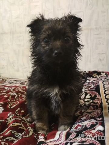 Щенок кабель