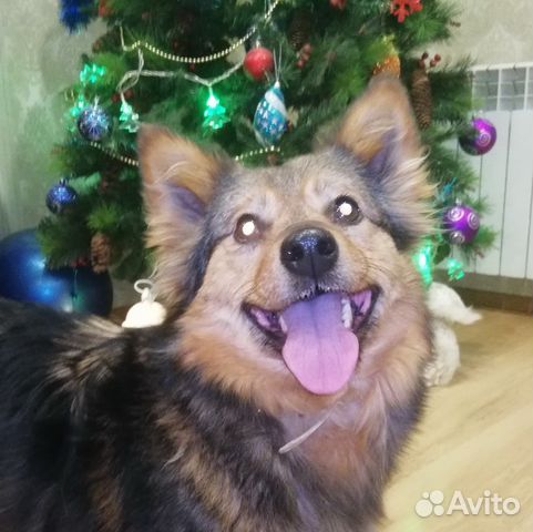 Жуля в дар