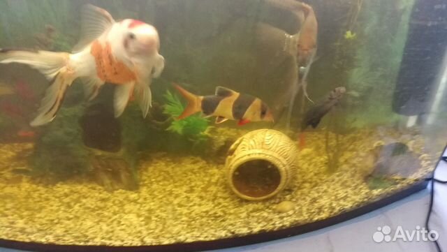 Продам рыб