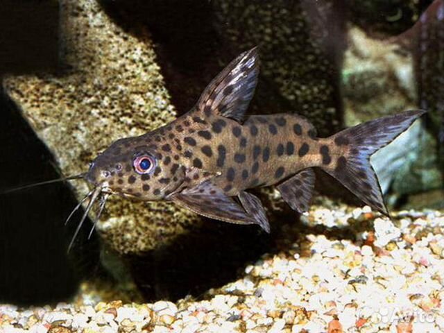 Сом синодонтис