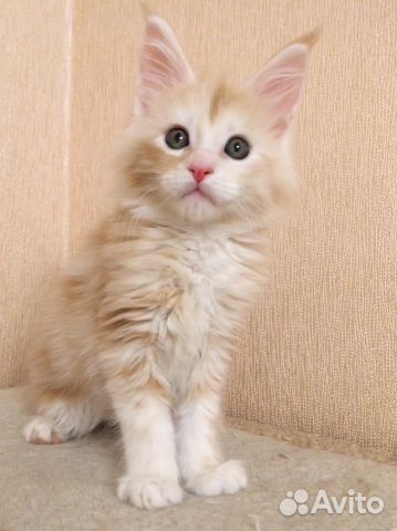 Котята к празднику Святого Валентина