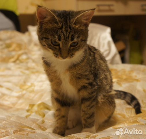 Серая полосатая кошечка (котенок) Грета