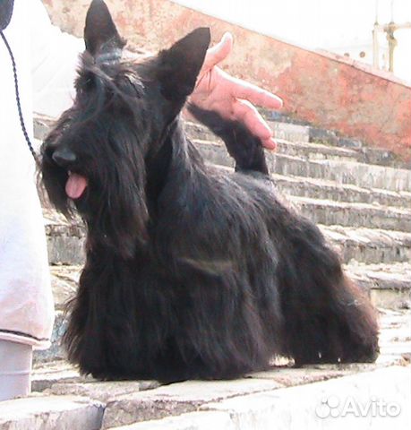 Щенки шотландского терьера