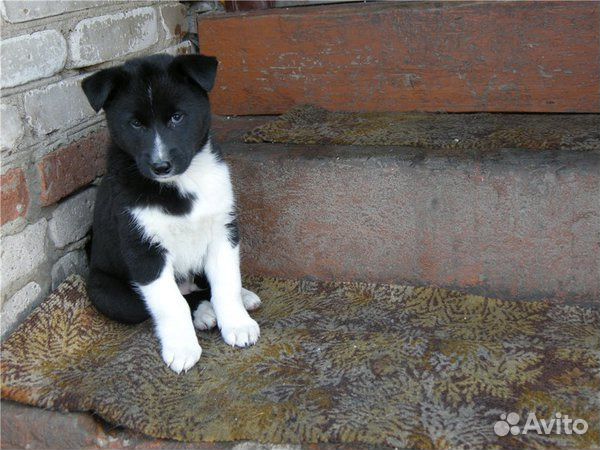 Щенок русской лайки в дар
