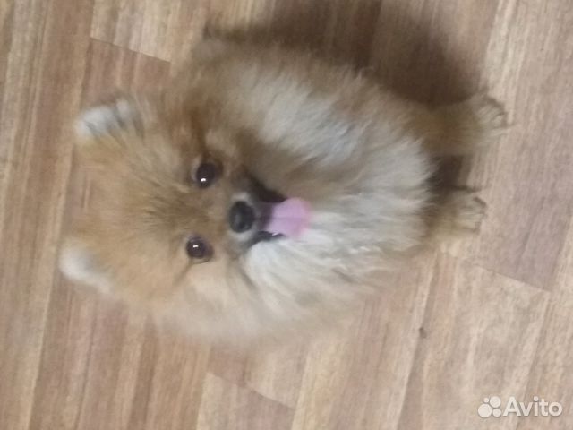 Подрощеный щенок шпица