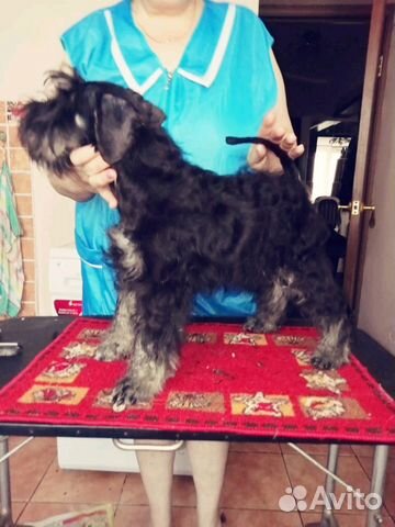 Щенки цвергшнауцера