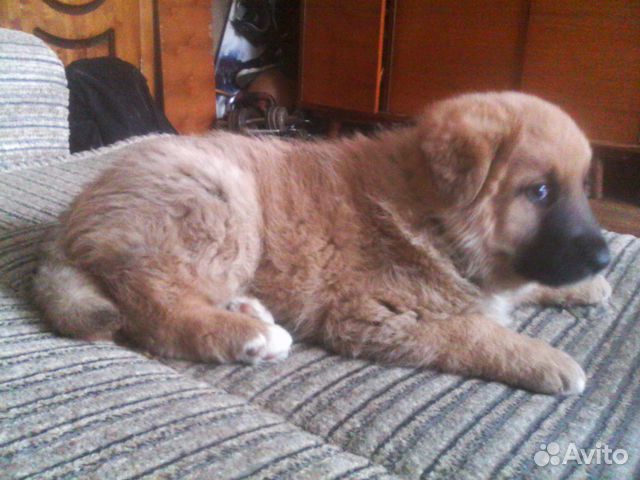 Щенок кавказкой овчарки