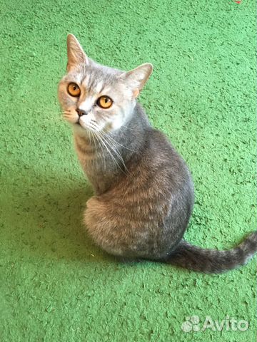 Отдам шотландскую кошку 6 лет