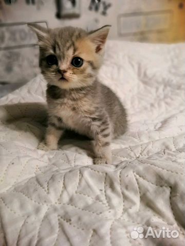 В добрые руки