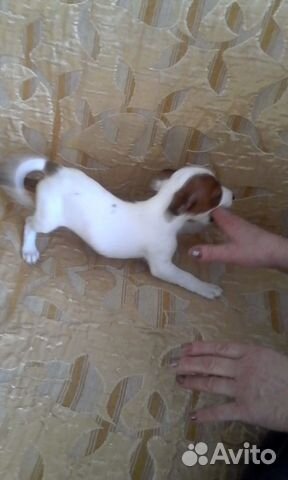 Джек Рассел щенок с документами