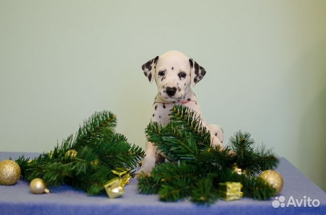 Щенки далматина