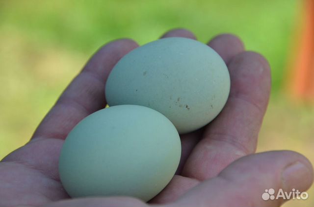 Яйцо инкуб Ухей илюй