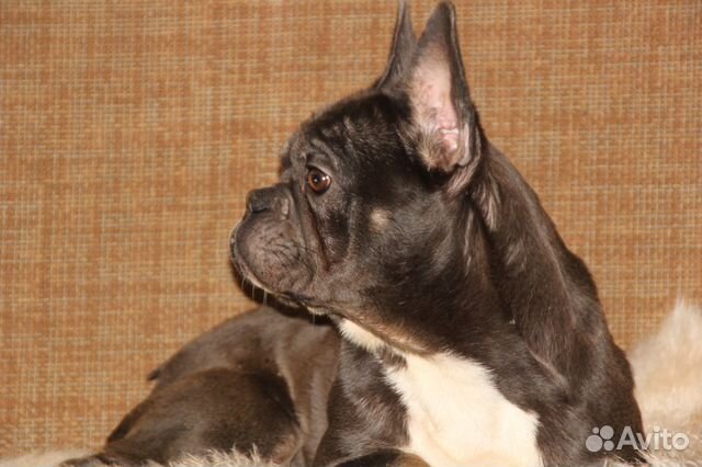 Француженка