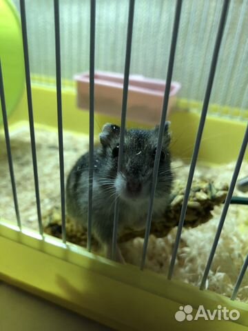 Хомяк джунгарик