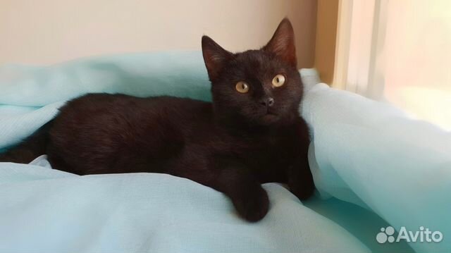 Рождественский Марсель ищет дом, 5 месяцев