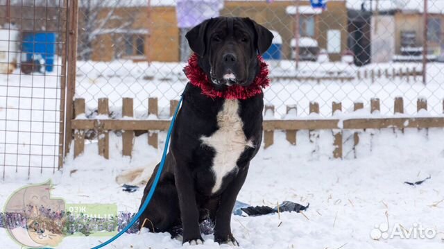 Очаровательный Дизель ищет семью