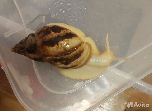 Ахатина ретикулята