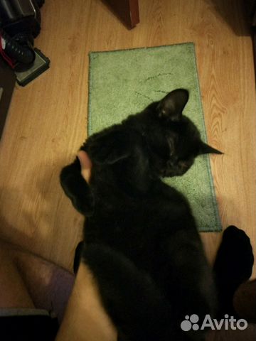 Найден домашний котёнок