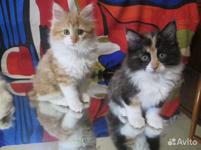 Котята породы "Курильский бобтейл"