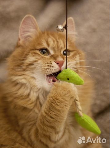 Эмиль в добрые руки