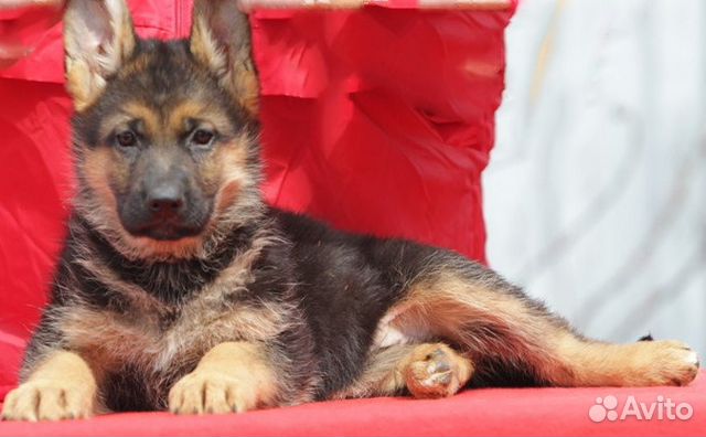 Супер немцы