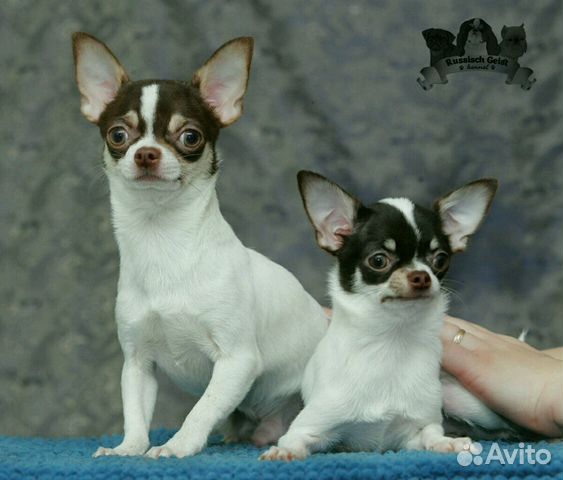 Вишенка - мини красотка, 6 месяцев, 1.5 кг