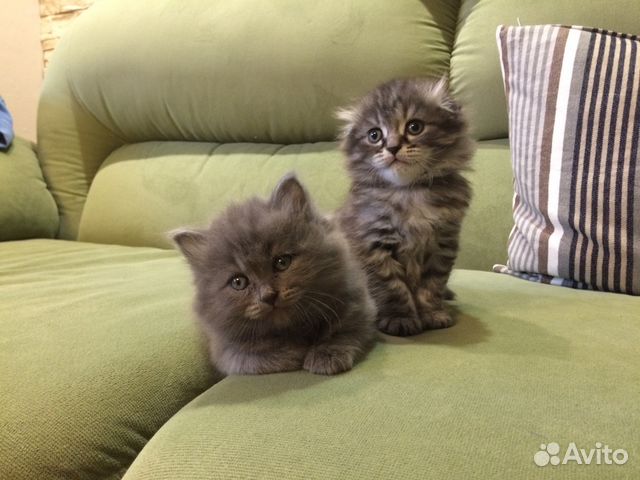 Котята шотландские вислоухие
