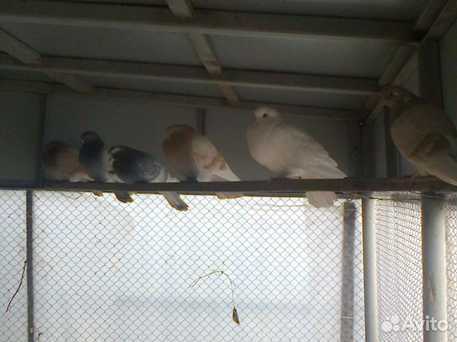 Продою фозанов