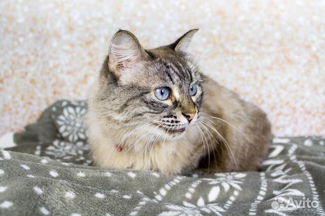 Шанежка, 6 лет (из приюта)