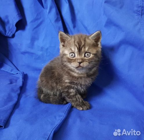 Прямоухий мальчик 1 мес