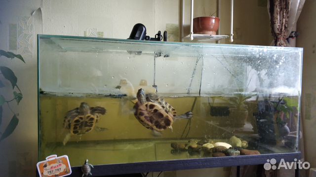 Отдам даром двух черепах морских красноухих