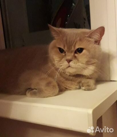 Британская короткошерстная кошка для вязки