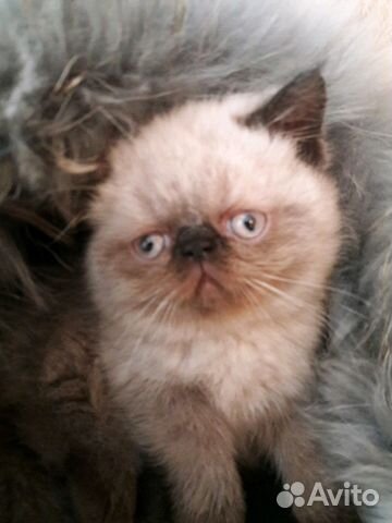 Котята персы-экзоты элит