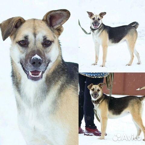 Таша в добрые руки