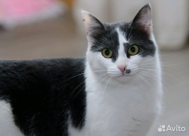 Плюшевая красотка