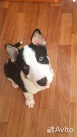 Щенок бультерьер + хаски