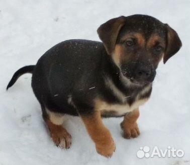 Щенок, девочка, 3,5мес