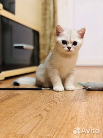 Шотландский котенок серебристая шиншилла