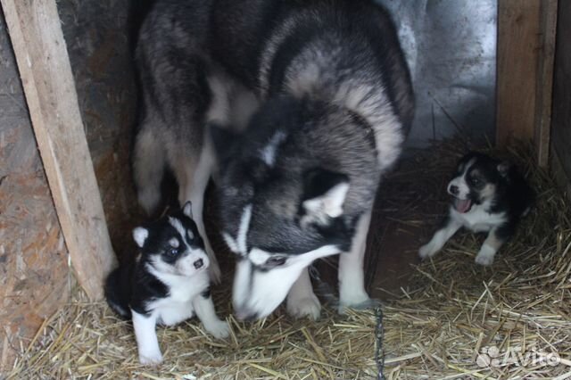 Продам щенков