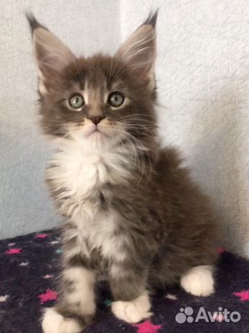 Профессиональный питомник предлагает котят